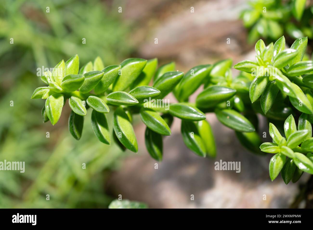 Saint Gallen, Switzerland, November 14, 2023 Peperomia Dolabriformis or ...