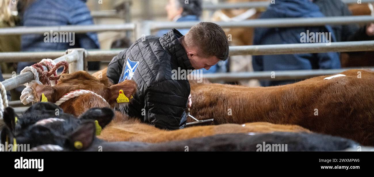 Show of Commercial suckler beef cattle at Carlisle auction mart, March ...