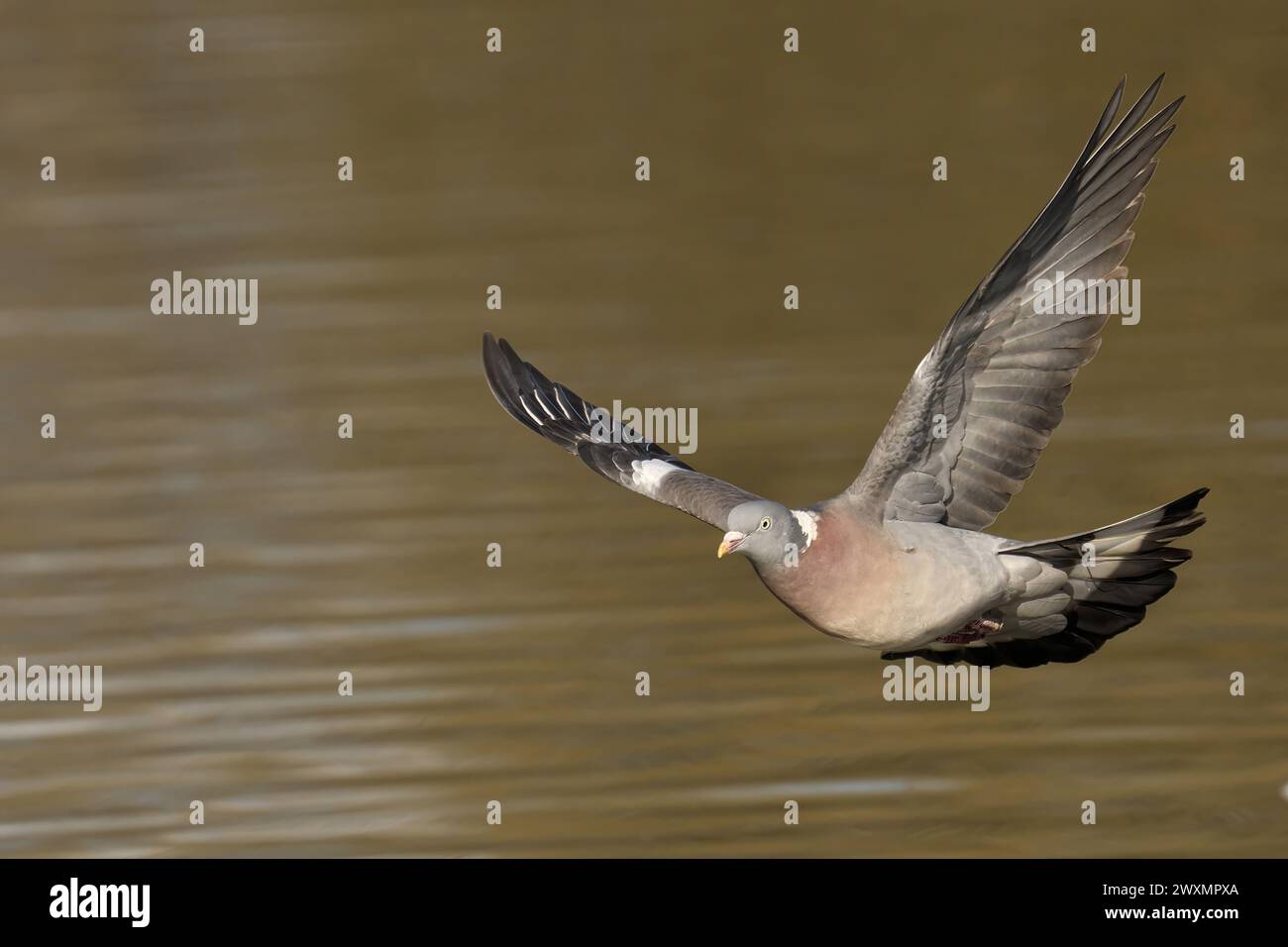 A wood pigeon soaring above the water Stock Photo - Alamy