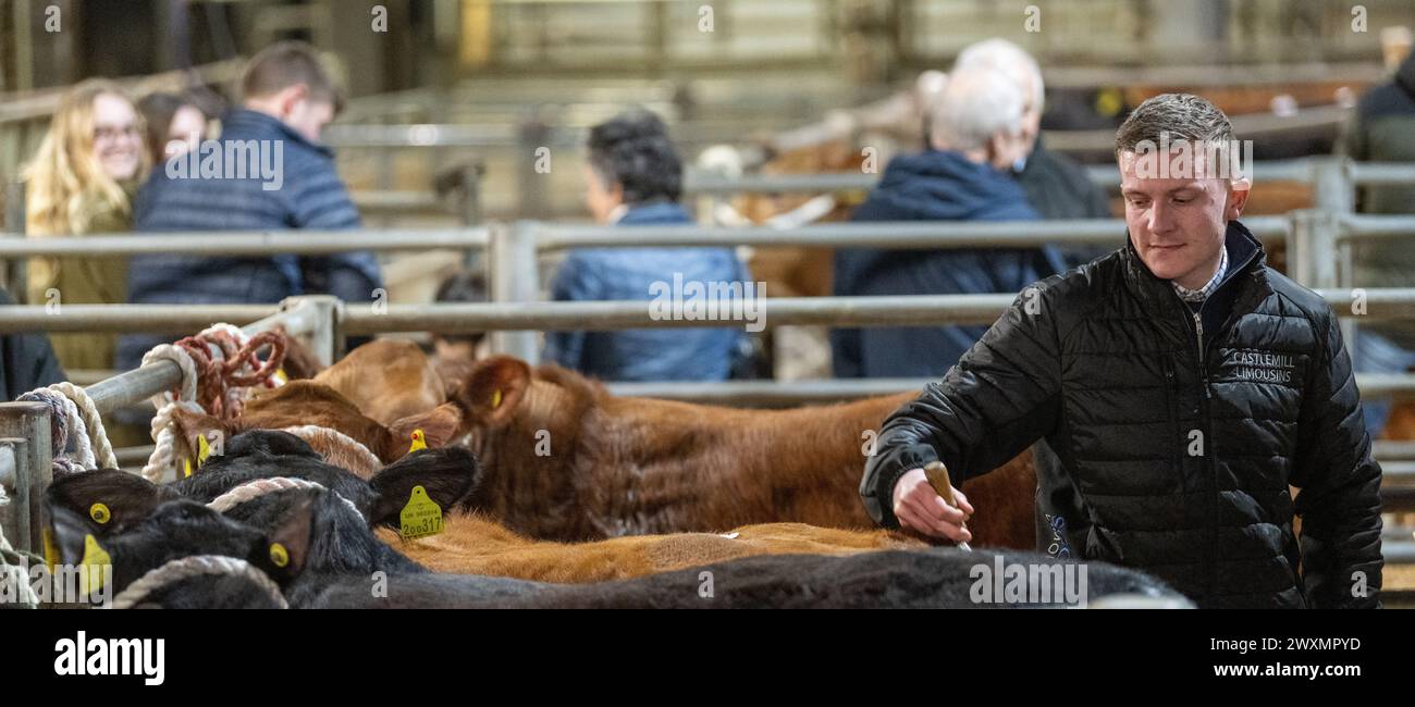 Show of Commercial suckler beef cattle at Carlisle auction mart, March ...