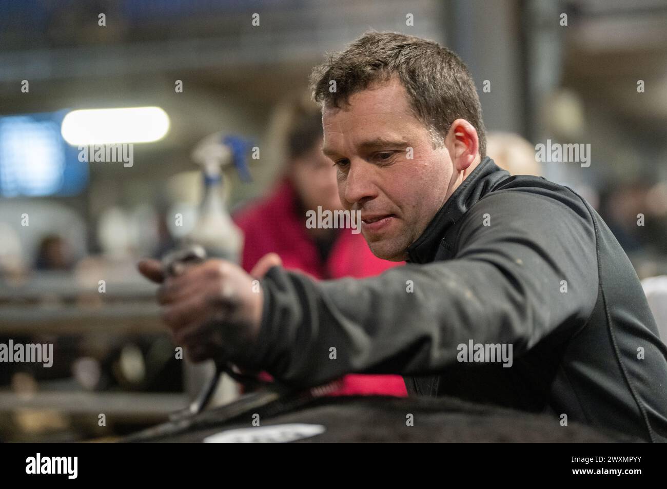 Show of Commercial suckler beef cattle at Carlisle auction mart, March ...