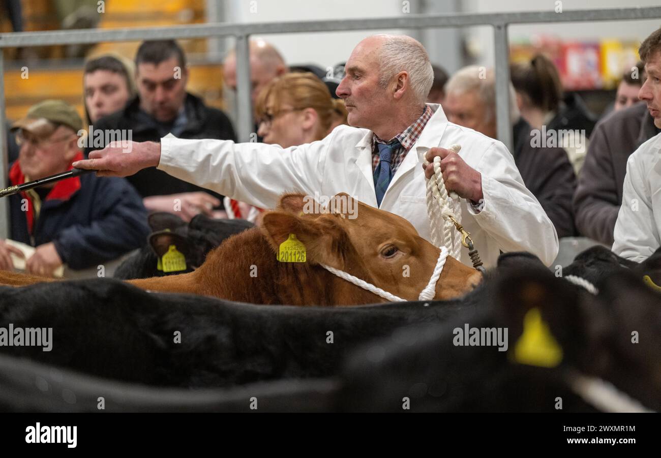 Show of Commercial suckler beef cattle at Carlisle auction mart, March ...