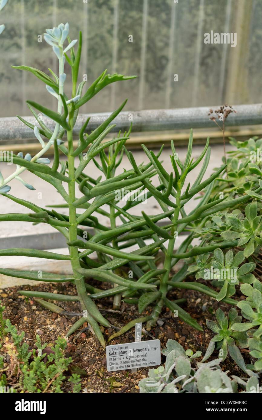Saint Gallen, Switzerland, November 14, 2023 Kalanchoe X Kewensis plant ...