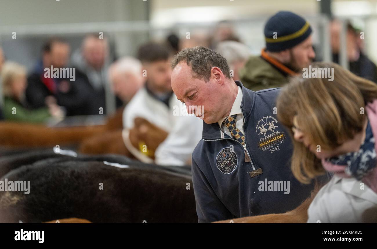 Show of Commercial suckler beef cattle at Carlisle auction mart, March ...