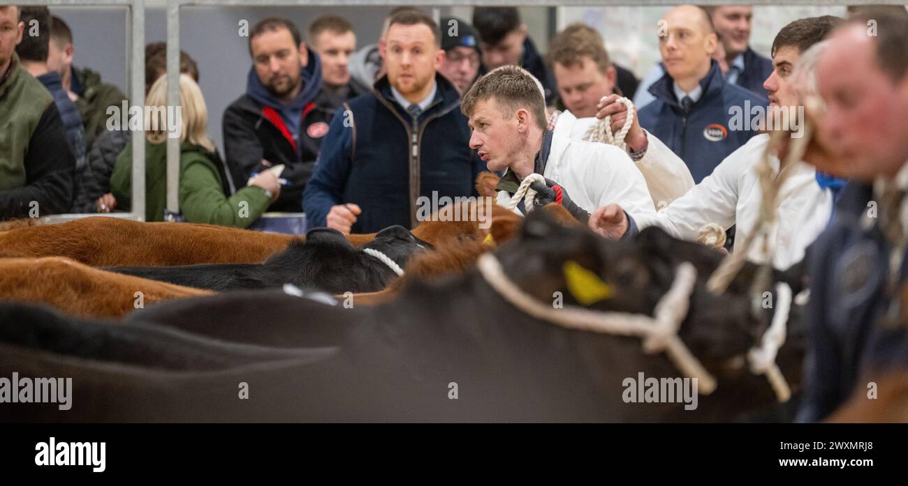 Show of Commercial suckler beef cattle at Carlisle auction mart, March ...