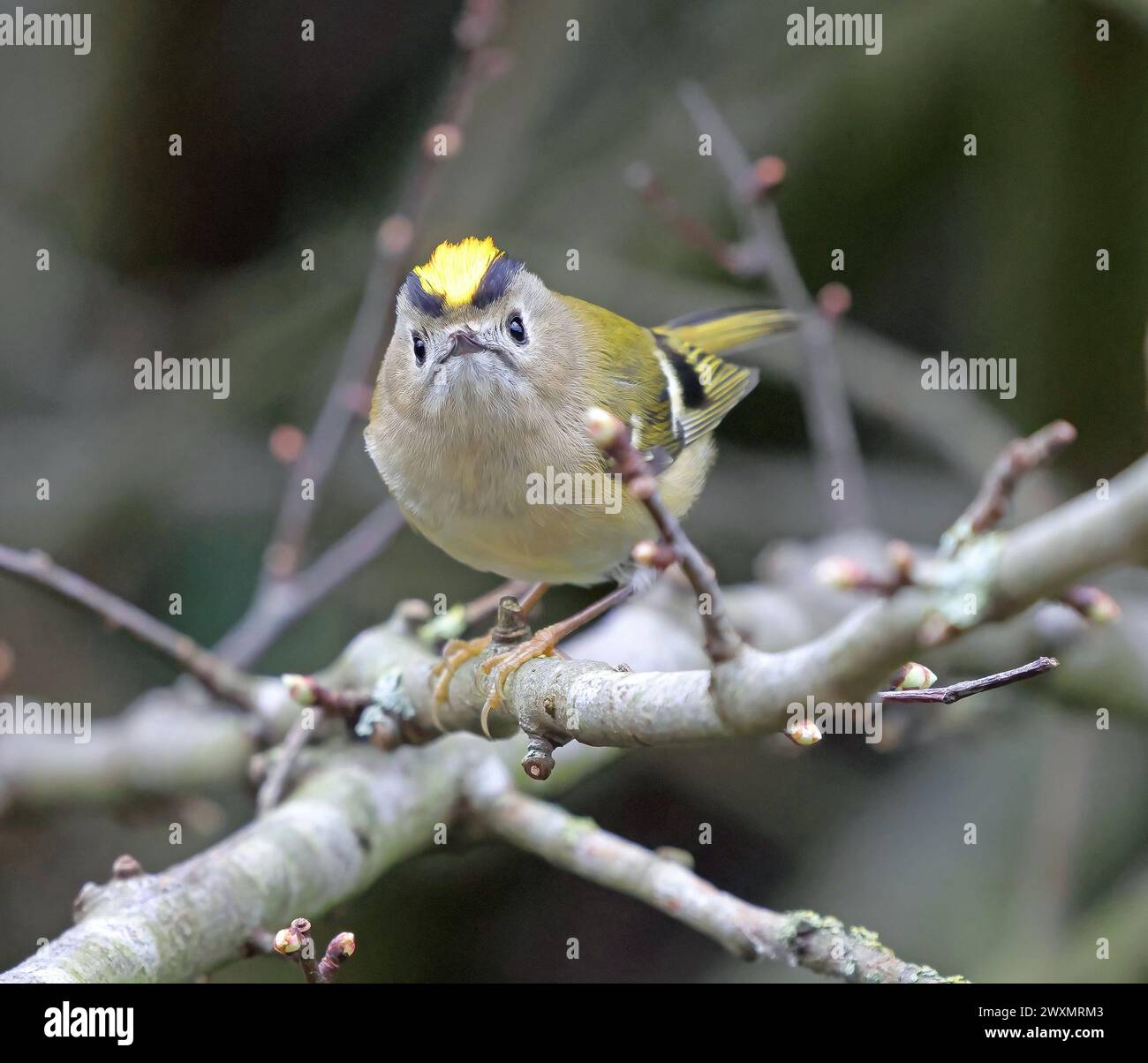 Goldcrest (Regulus Regulus Stock Photo - Alamy