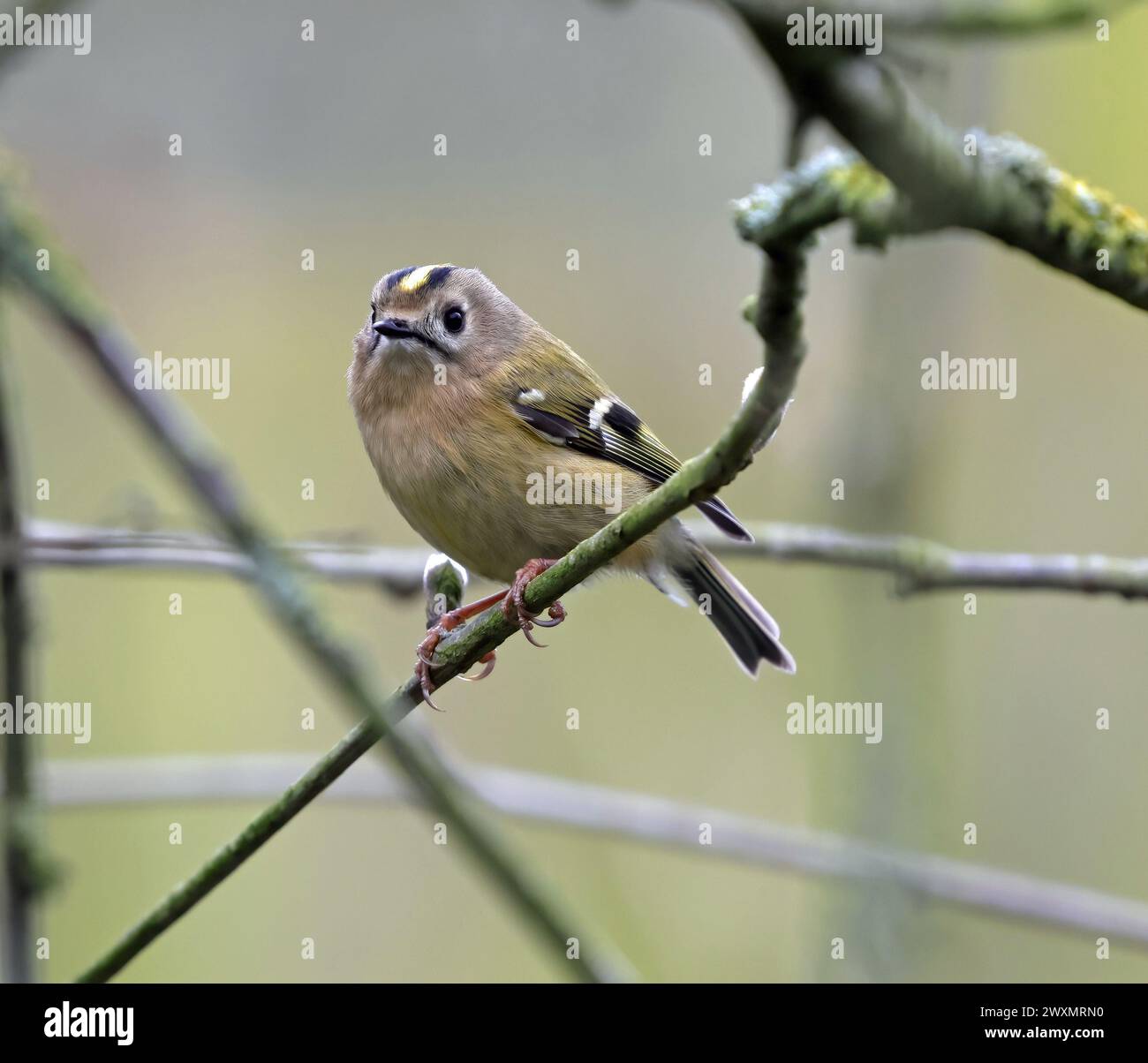 Goldcrest (Regulus Regulus Stock Photo - Alamy
