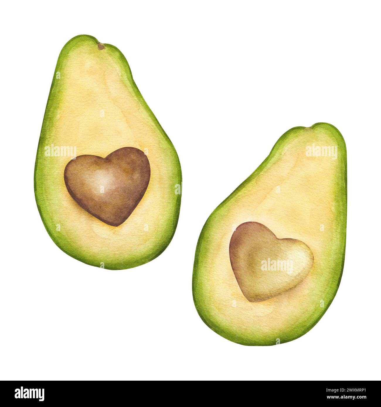 Avocado green fruit two halves, brown seed in shape of heart. Botanical ...