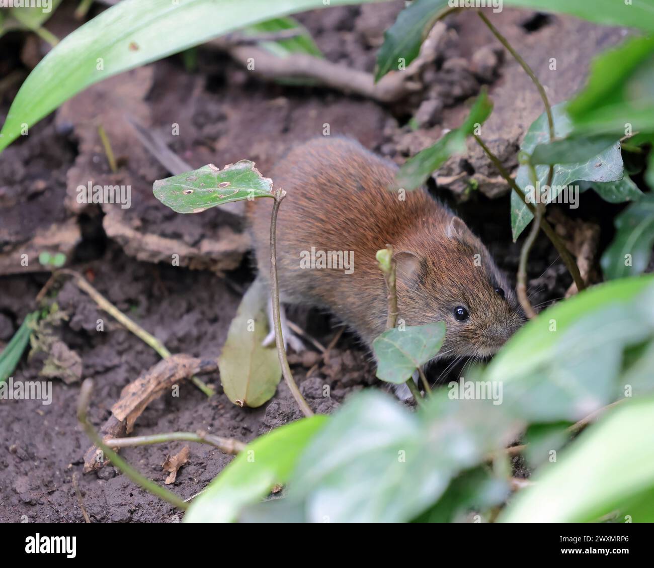 Bank Vole (Myodes Glareolus Stock Photo - Alamy