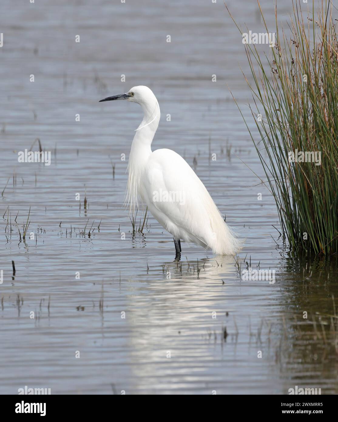 Scottish egret hi-res stock photography and images - Alamy