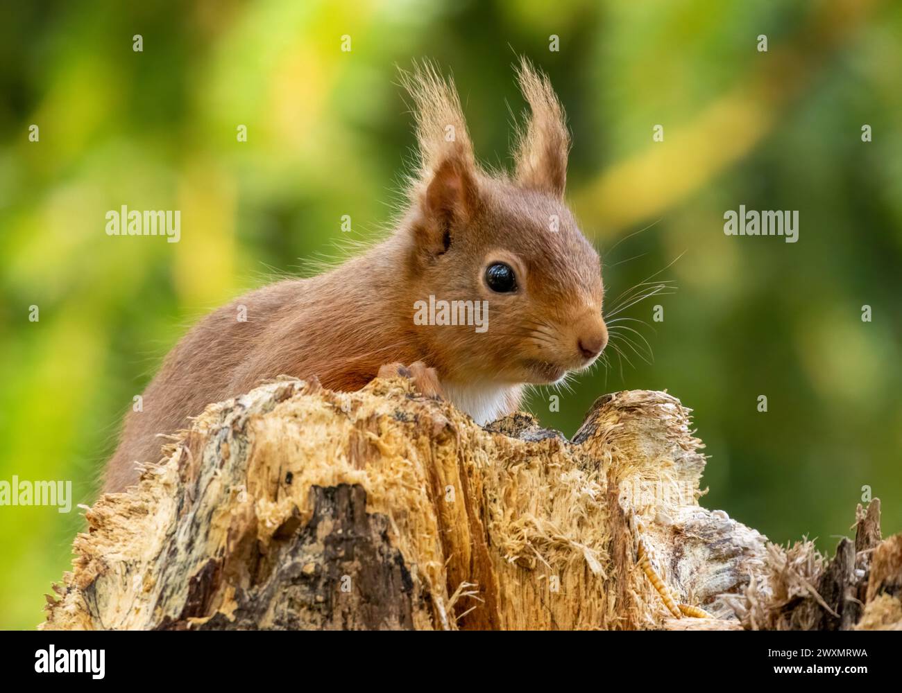 Tufty red squirrel ears hi-res stock photography and images - Alamy