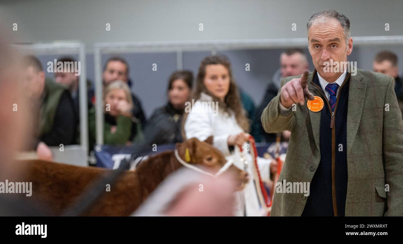 Show of Commercial suckler beef cattle at Carlisle auction mart, March ...