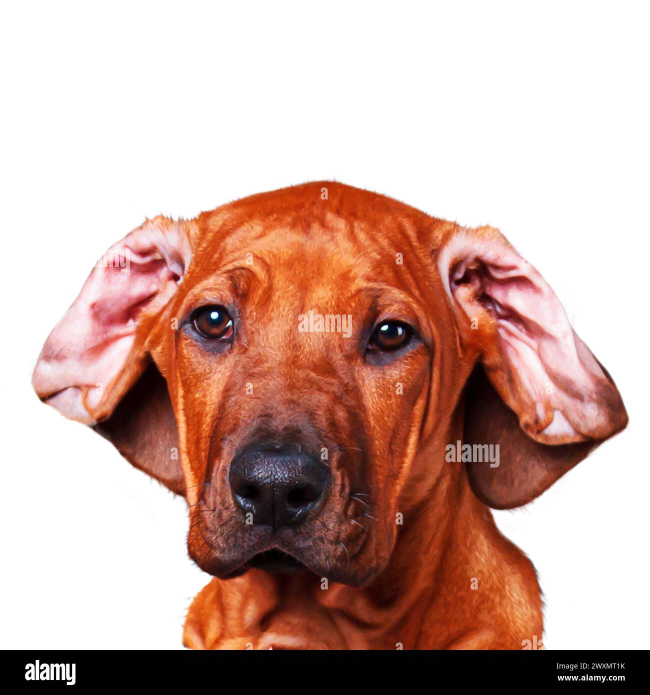 Rhodesian ridgeback african lion hi-res stock photography and images ...