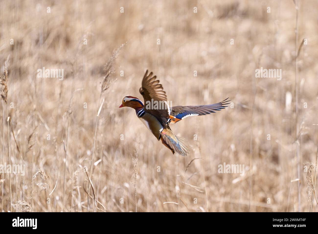 Vladivostok, Russia. 1st Apr, 2024. A mandarin duck is seen at the ...