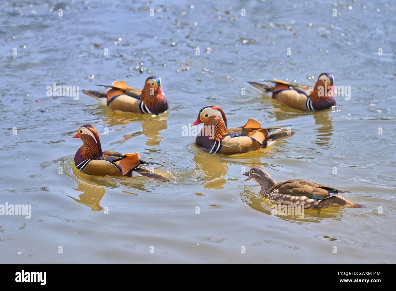 Vladivostok, Russia. 1st Apr, 2024. Mandarin ducks are seen at the ...