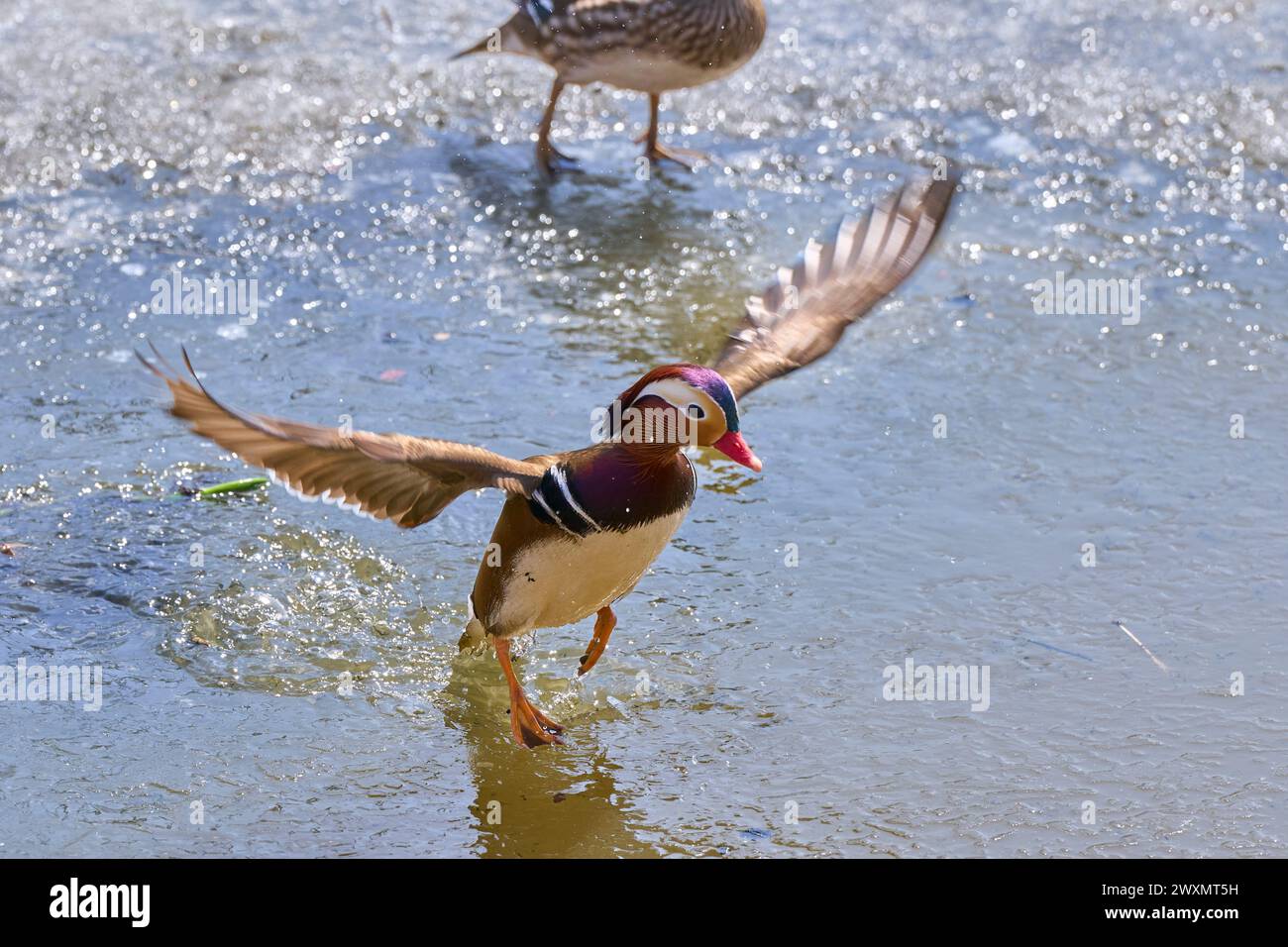 Vladivostok, Russia. 1st Apr, 2024. A mandarin duck is seen at the ...