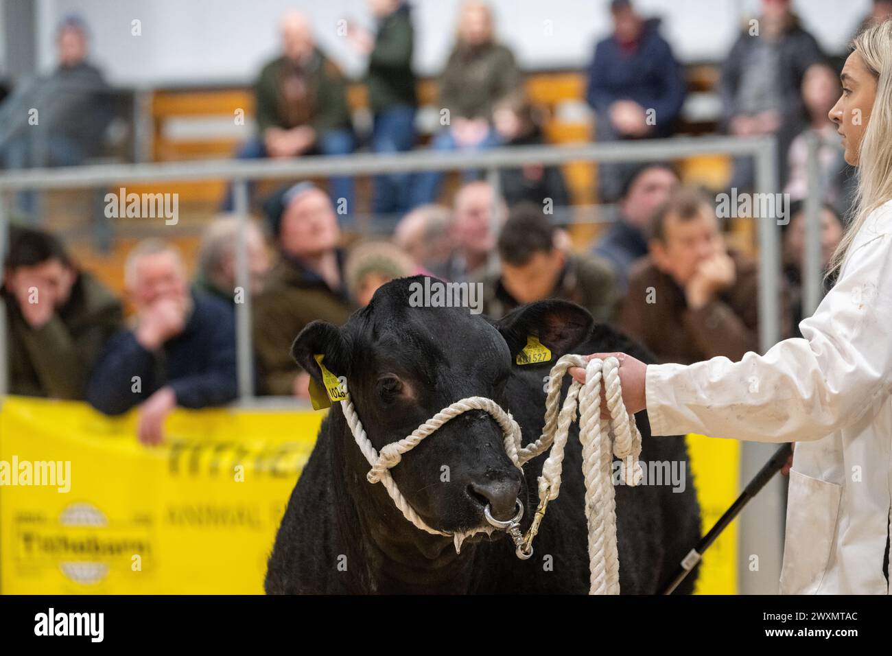 Show of Commercial suckler beef cattle at Carlisle auction mart, March ...