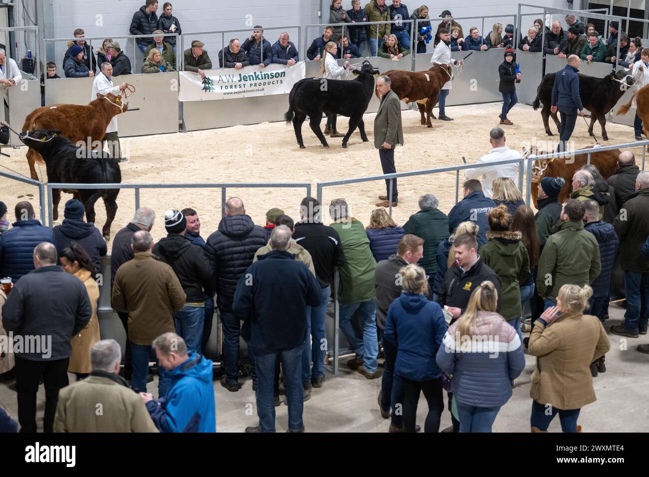 Show of Commercial suckler beef cattle at Carlisle auction mart, March ...
