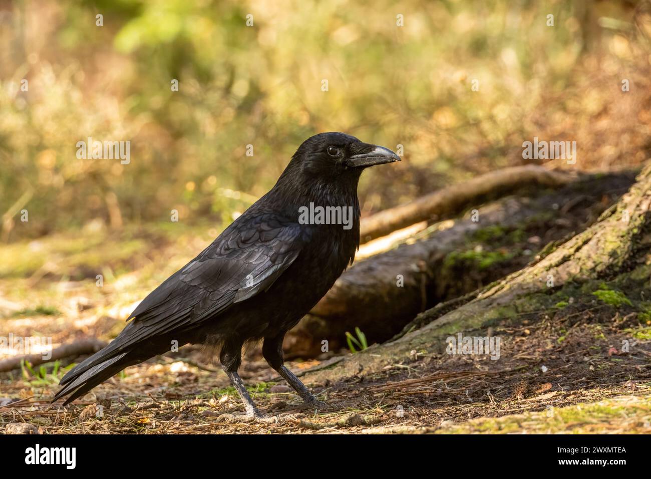 Large carrion crow on the forest floor Stock Photo - Alamy