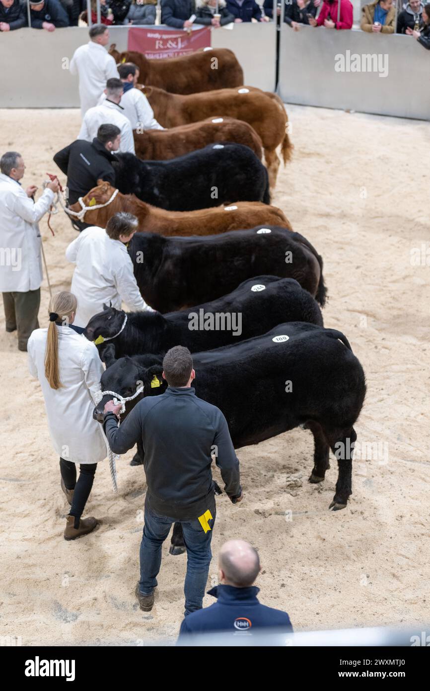Show of Commercial suckler beef cattle at Carlisle auction mart, March ...
