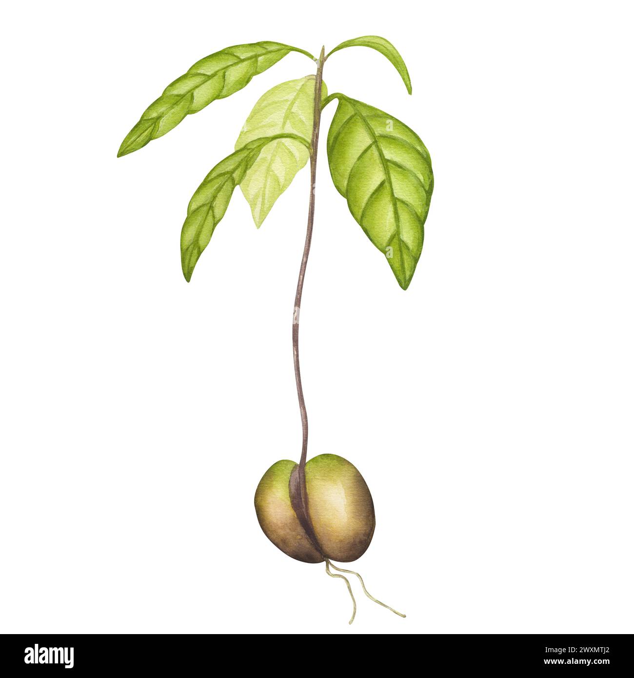 Avocado sprout, stem with leaves, grown from seed, roots. Botanical ...