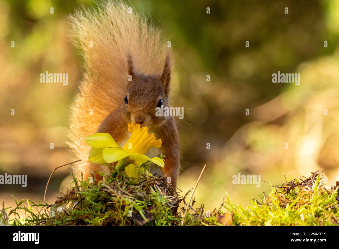 Sniff smell hi-res stock photography and images - Alamy
