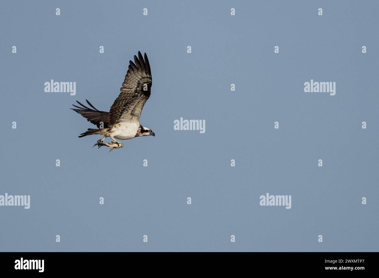 Osprey eye hi-res stock photography and images - Alamy