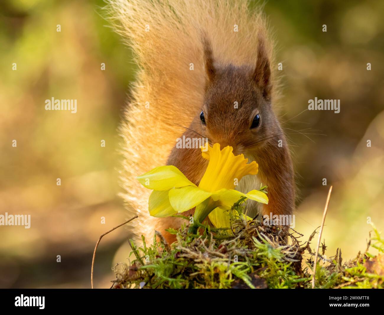 Sniff smell hi-res stock photography and images - Alamy