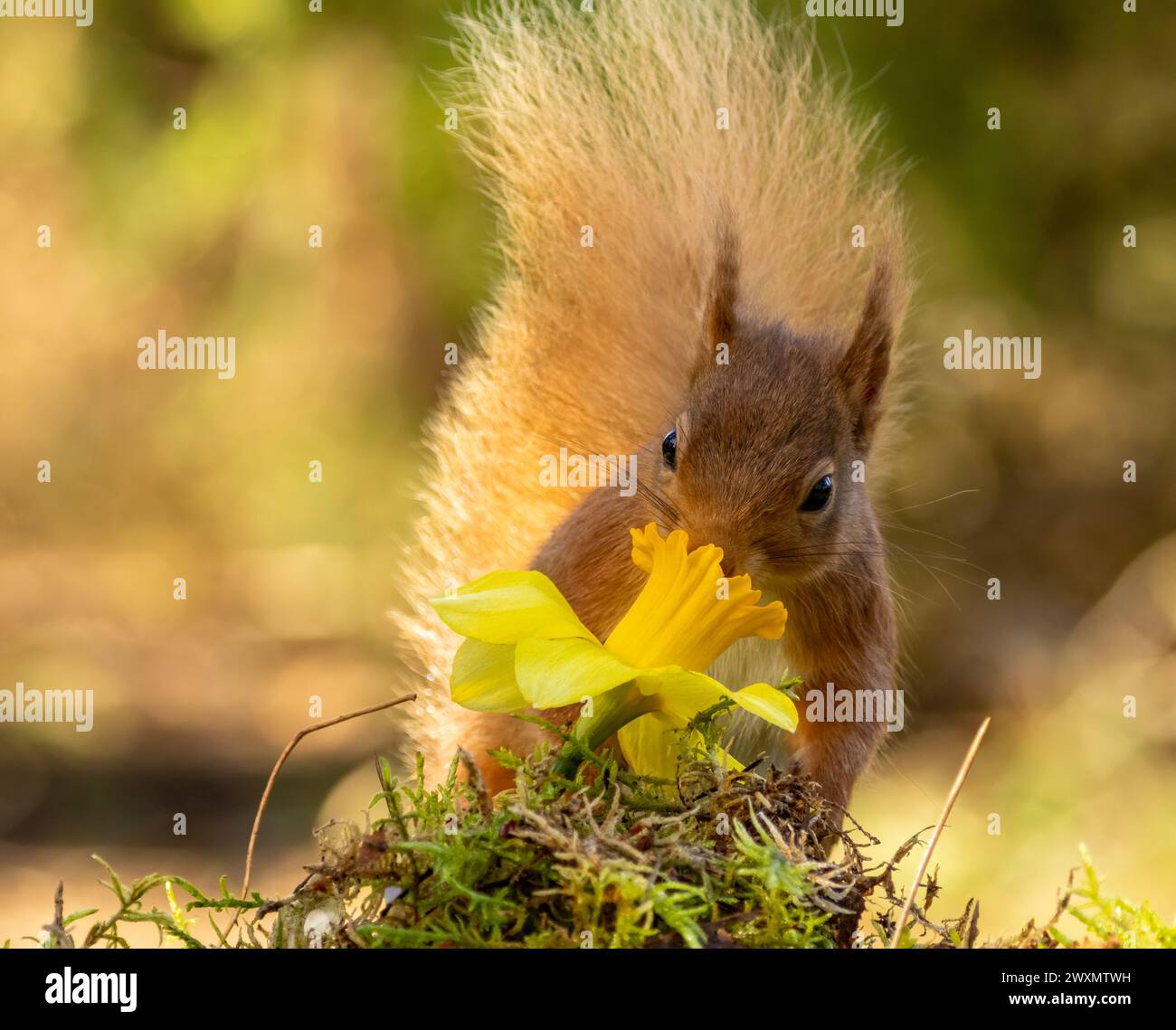 Sniff smell hi-res stock photography and images - Alamy