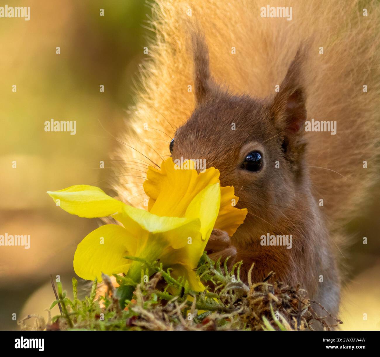 Sniff smell hi-res stock photography and images - Alamy