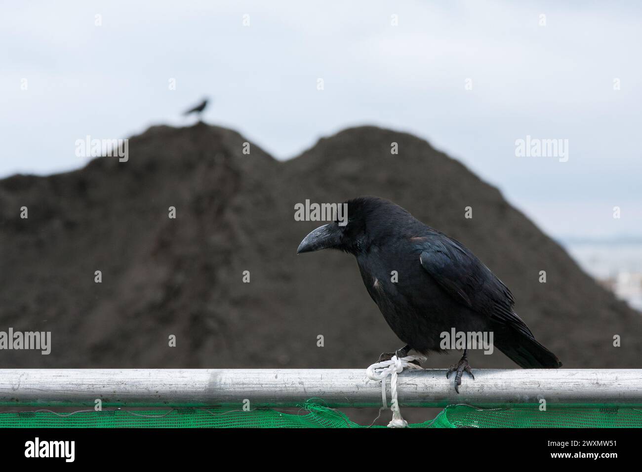 A large-billed crow (Corvus macrorhynchos japonensis) on a scaffold ...