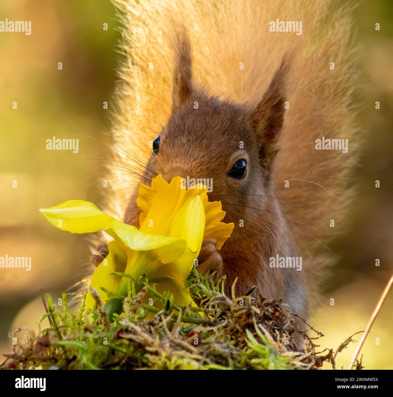 Sniff smell hi-res stock photography and images - Alamy