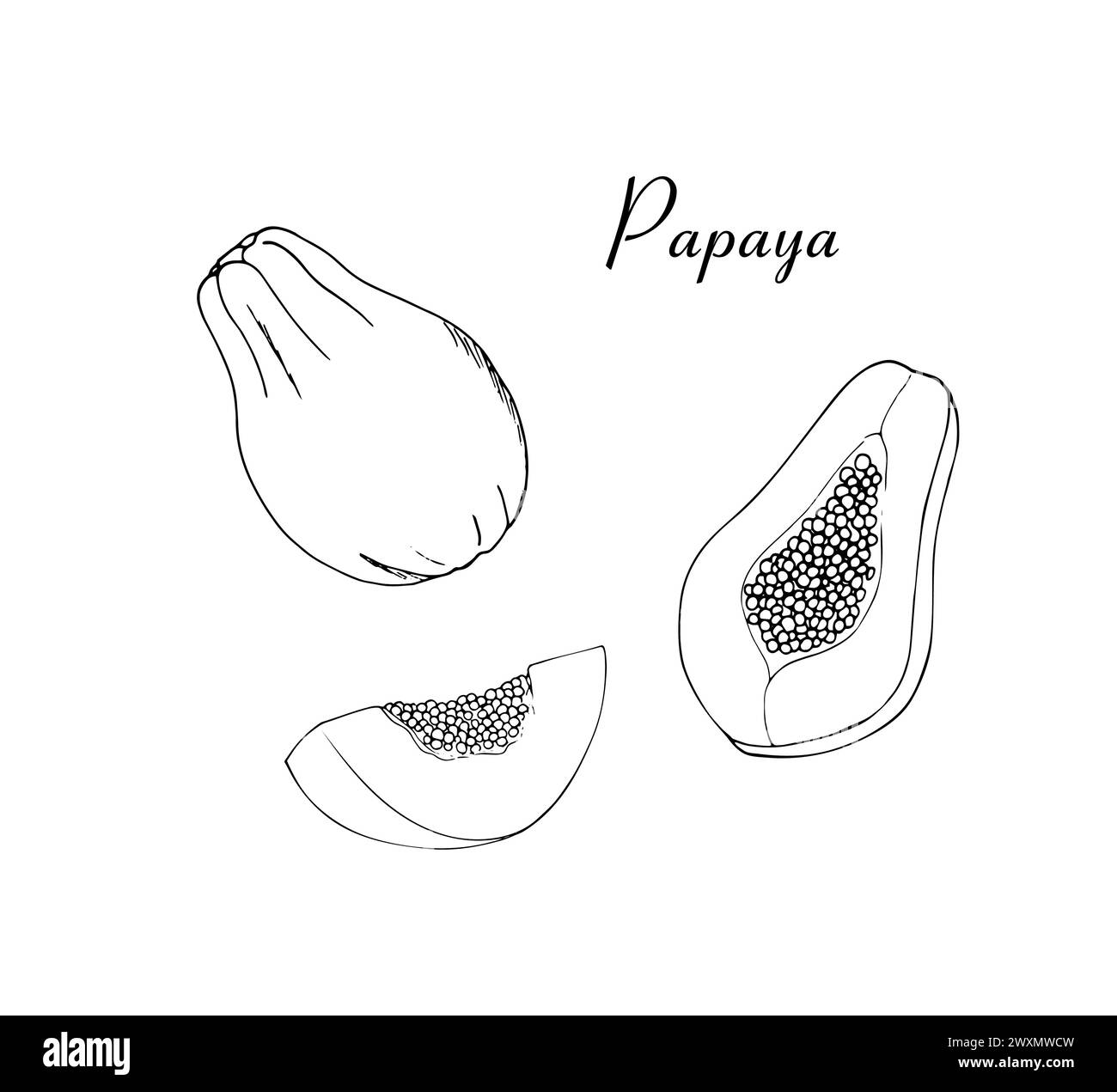 Hand-drawn exotic fruit papaya. Tropical sweet food. Papaya vector ...