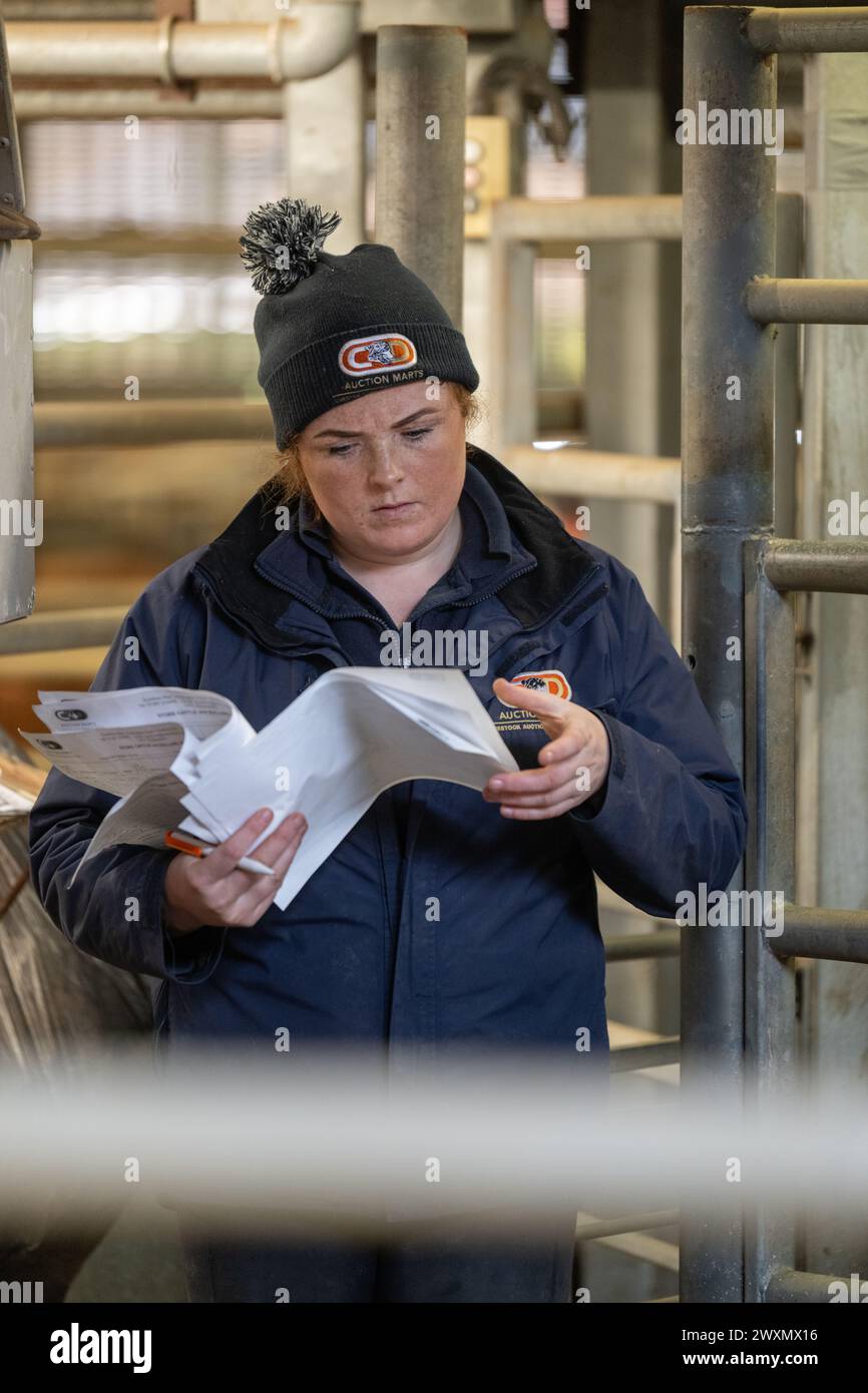 Auction mart worker double checking through cattle paperwork, Scotland ...