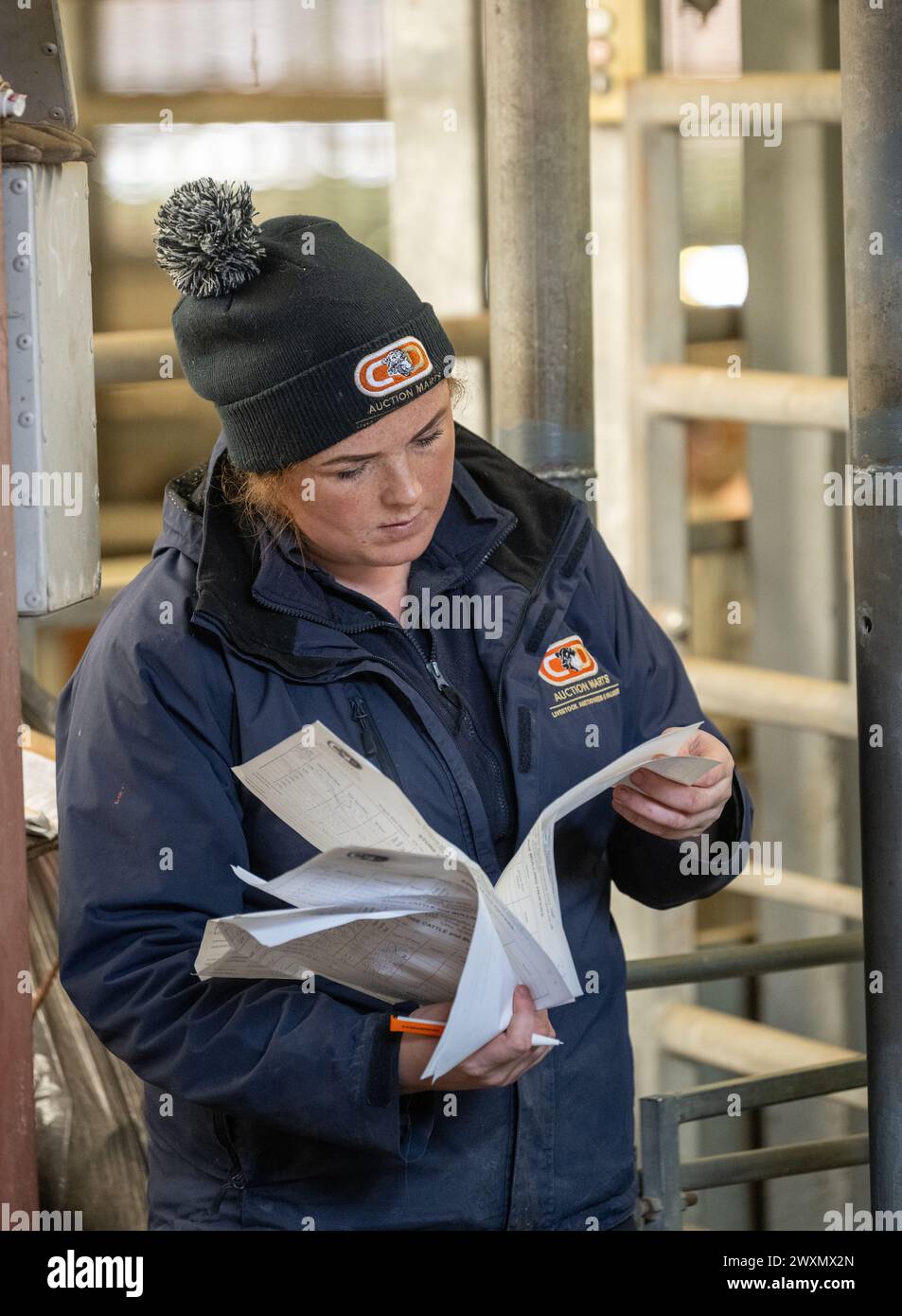 Auction mart worker double checking through cattle paperwork, Scotland ...