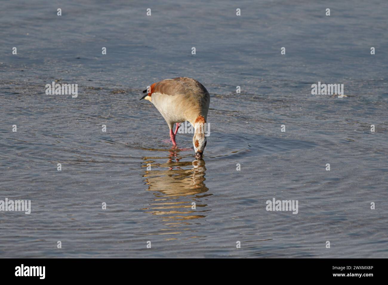 Douro river egyptian goose eating algae during low tide, north of ...