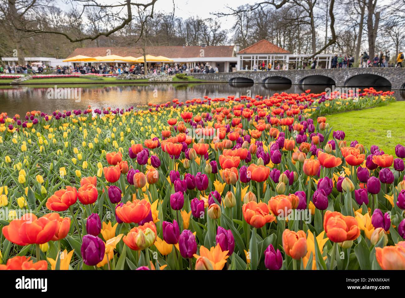 LISSE, THE NETHERLNDS - March 29, 2024: Colorful red and purple mix bed ...