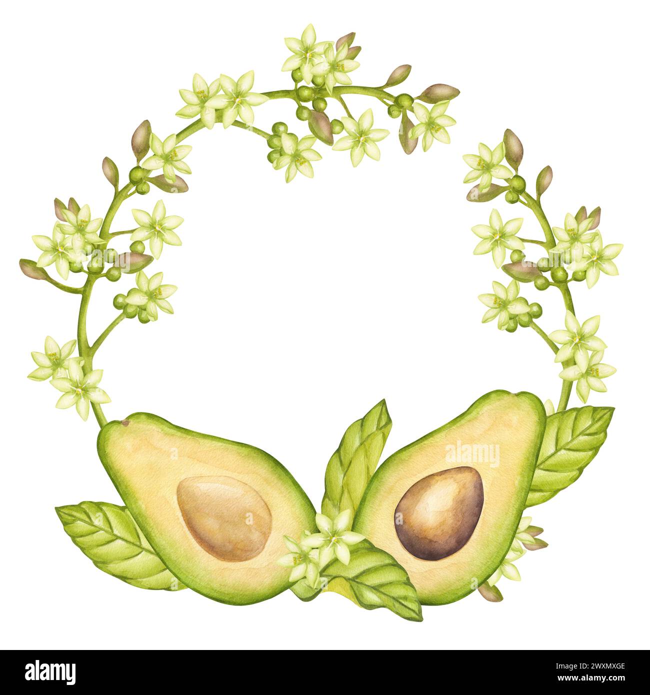 Avocado round wreath frame. Fruit half with seed core, green leaves ...