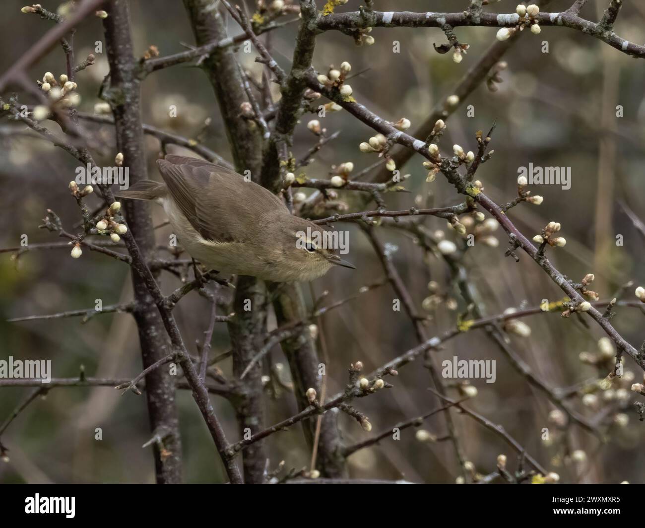Wildlife habitat hedge hi-res stock photography and images - Alamy