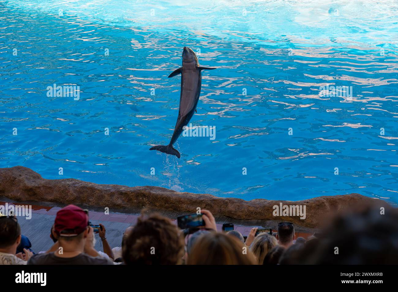Bottlenose dolphin in the jump splashing water in front of crowd Stock ...