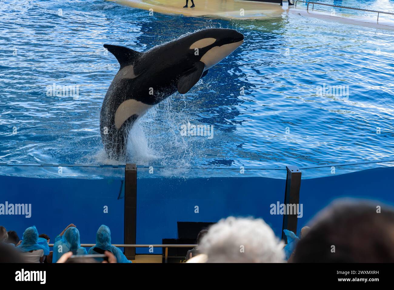 Killer whale, orca in the jump splashing water. Orca in a swimming pool ...