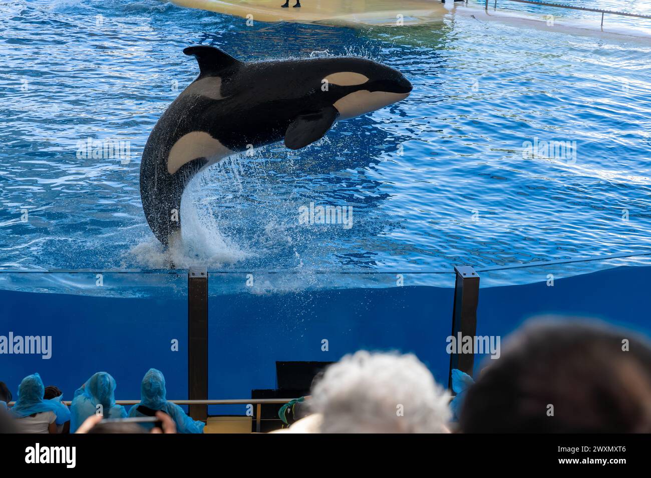 Killer whale, orca in the jump splashing water. Orca in a swimming pool ...