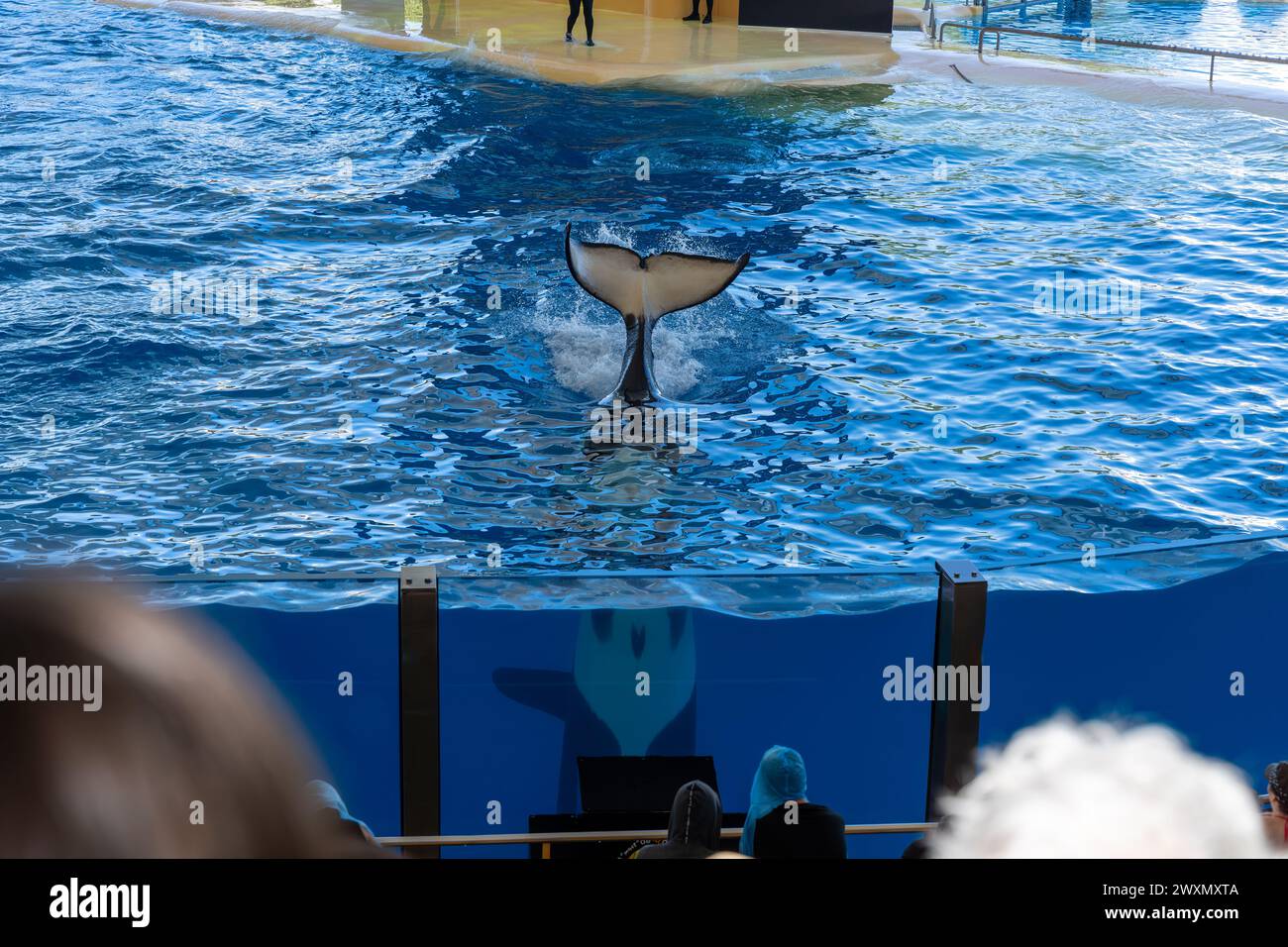 Killer whale, orca tail out of water and splashing water. Orca in a ...