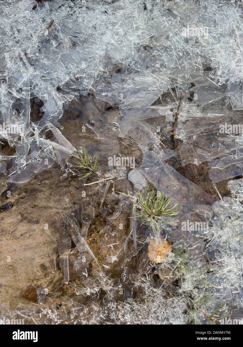 thin transparent ice on a puddle in the park on a spring day, foliage ...
