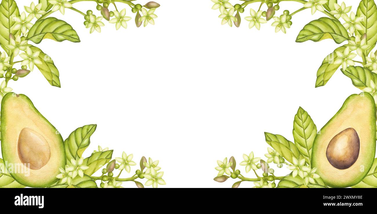 Avocado banner frame. Fruit half with seed core, sliced pieces, green ...