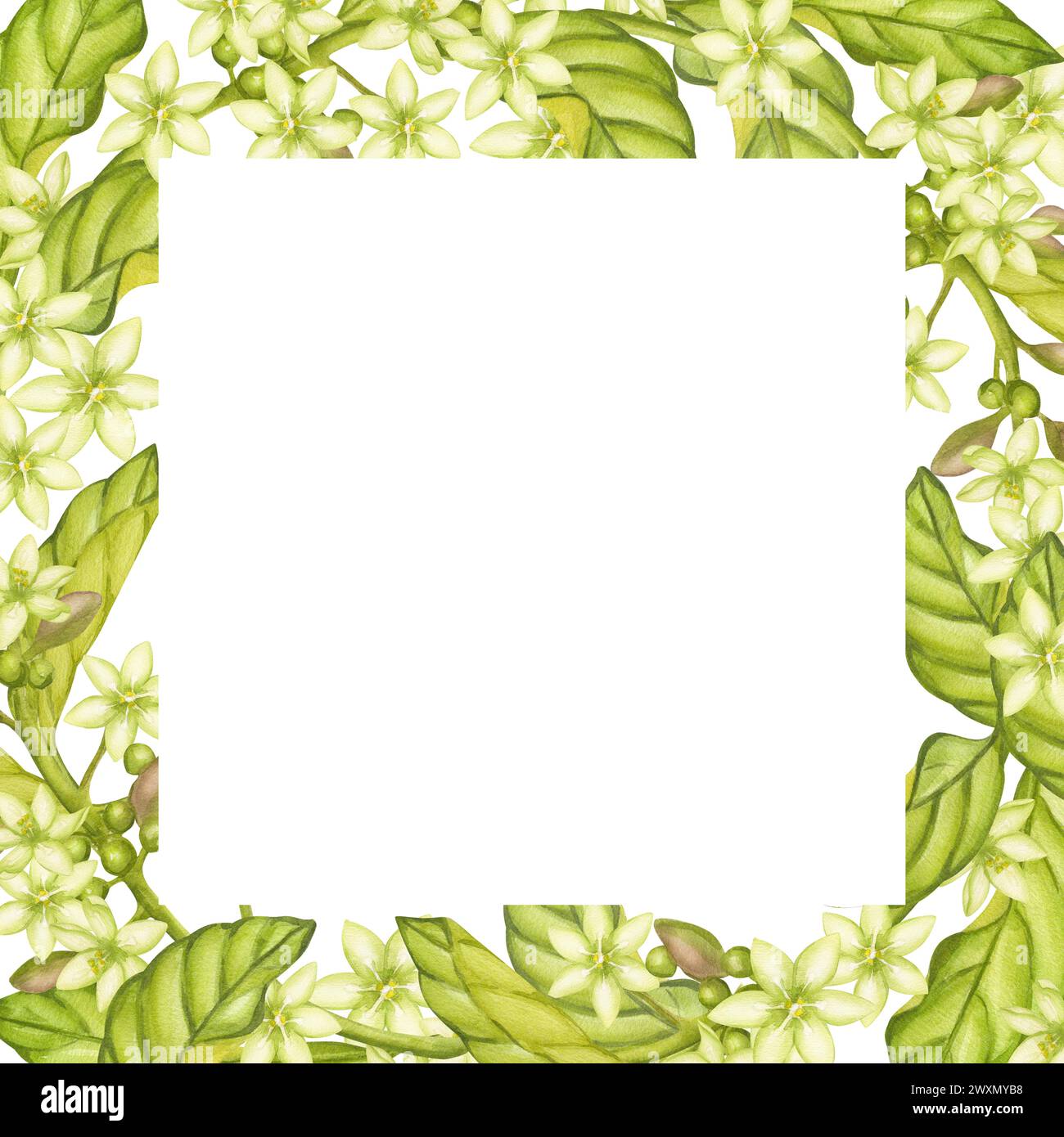 Avocado square frame, green leaves, flowers. Botanical vegetable ...