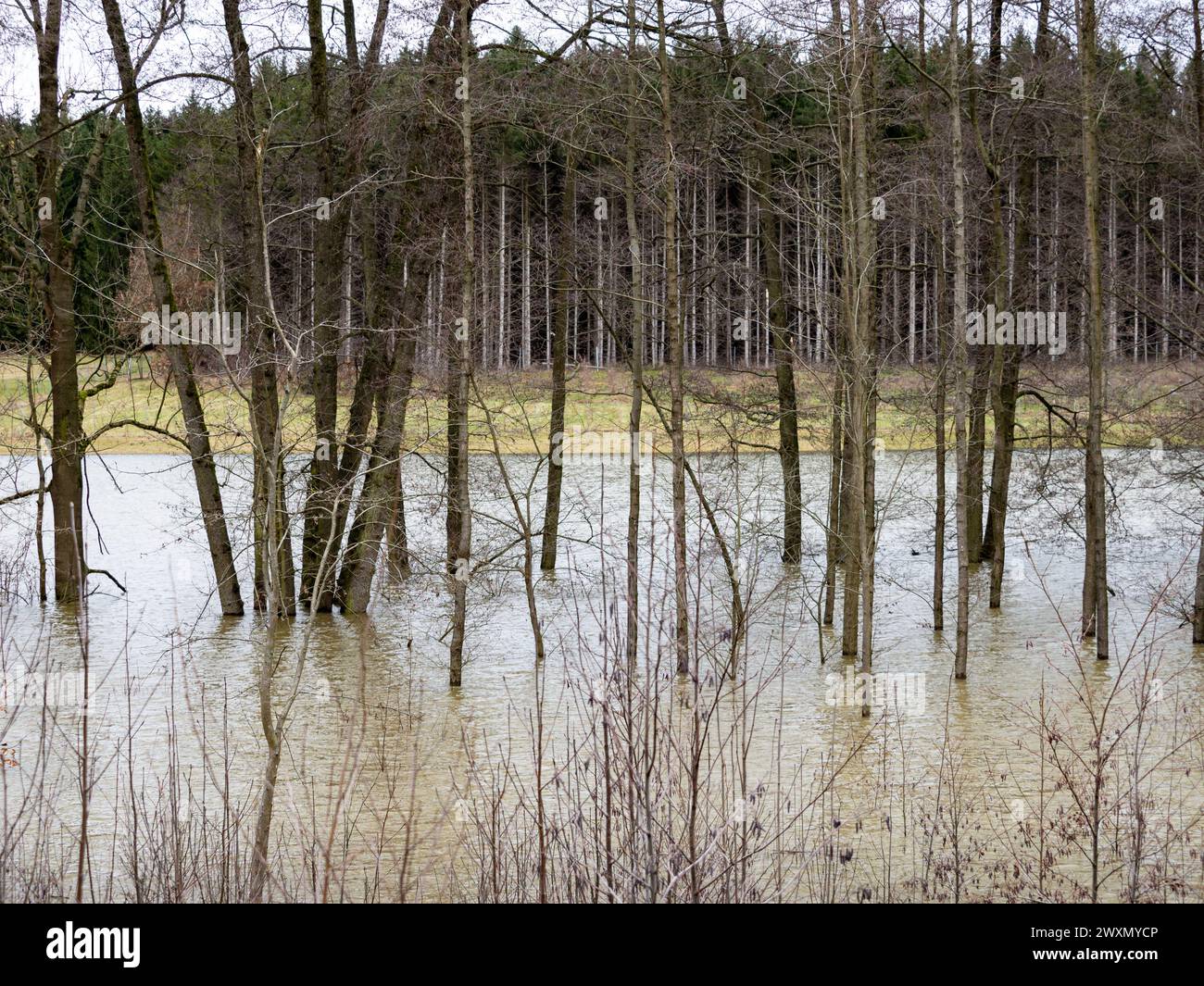 High water levels due to rain weather in the spring season. Trees are ...