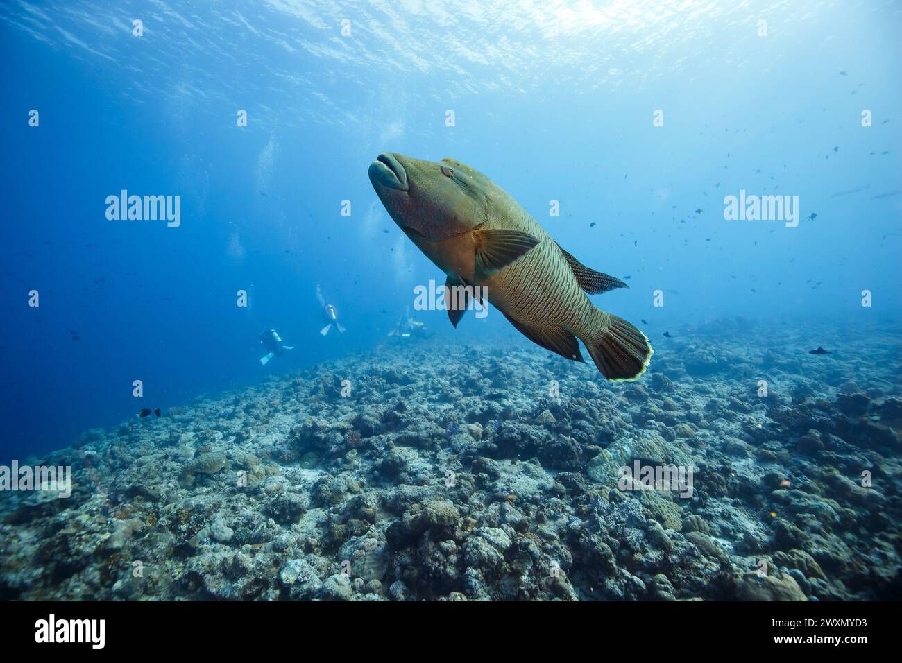 Humphead wrasse fish hi-res stock photography and images - Alamy