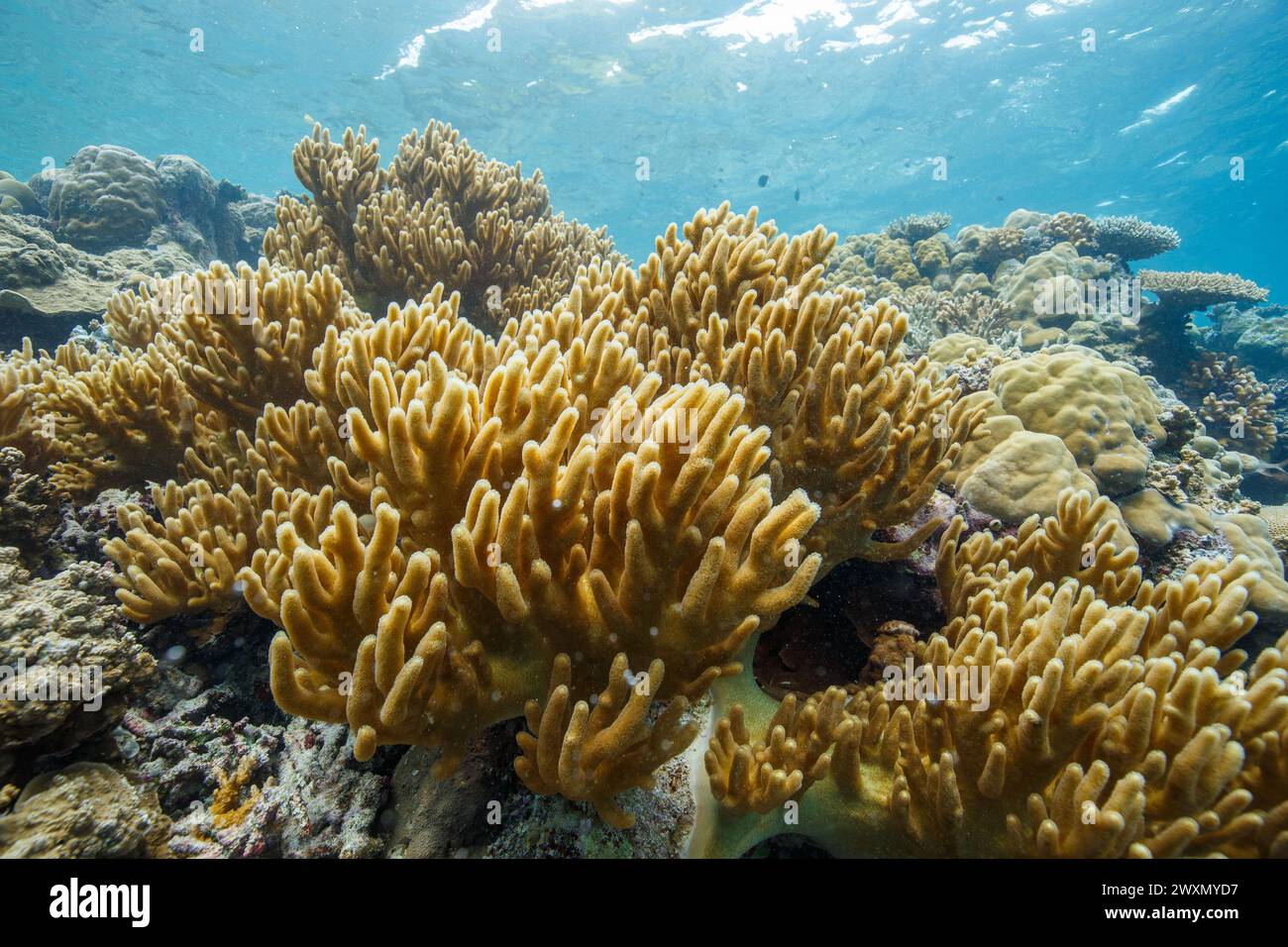 The beautiful corals illuminated by sunlight Stock Photo - Alamy
