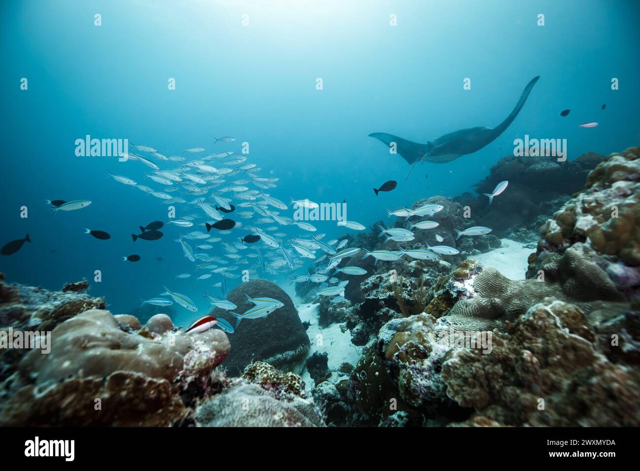 An underwater ocean scene with a variety of fish swimming among coral ...